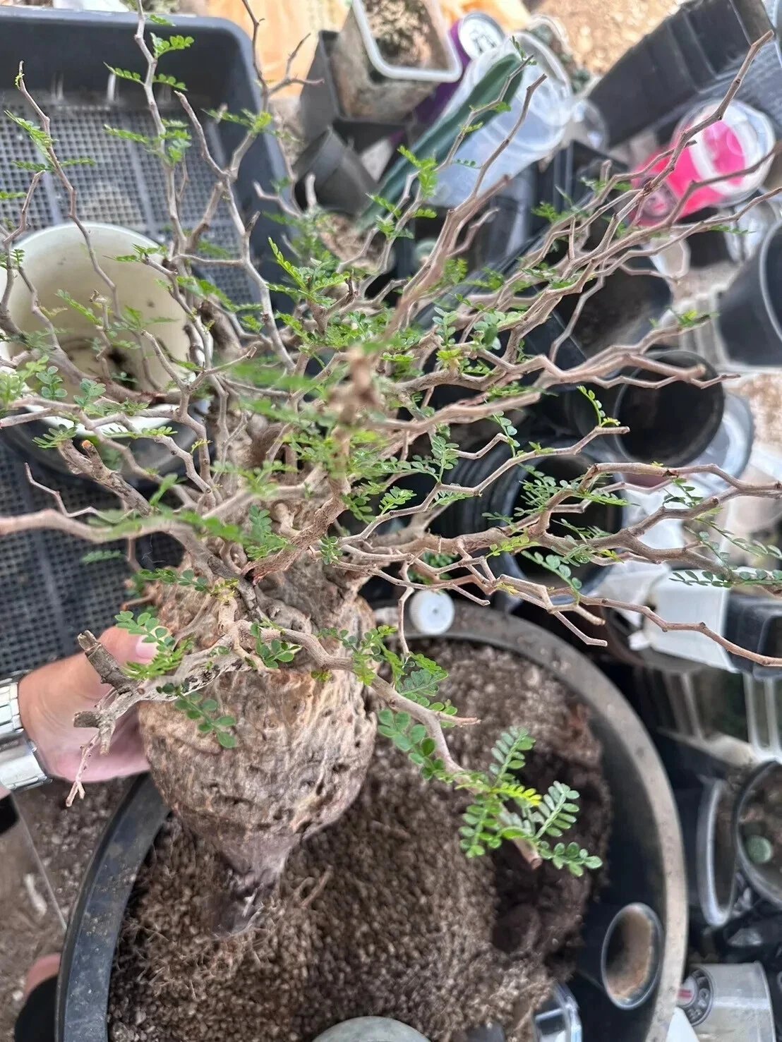 Operculicarya Pachypus – 5 Rare Seeds – Unique Succulent Bonsai Plant for Fast Growth