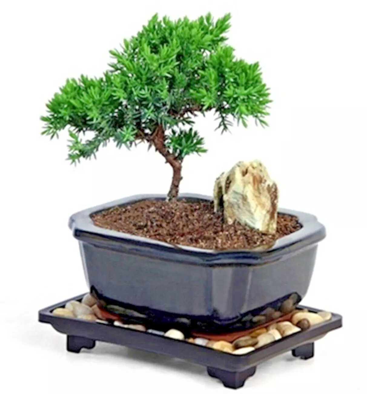 Juniper Bonsai Tree 2-3 Years Old 6-8in Tall Potted in 5in Ceramic ...