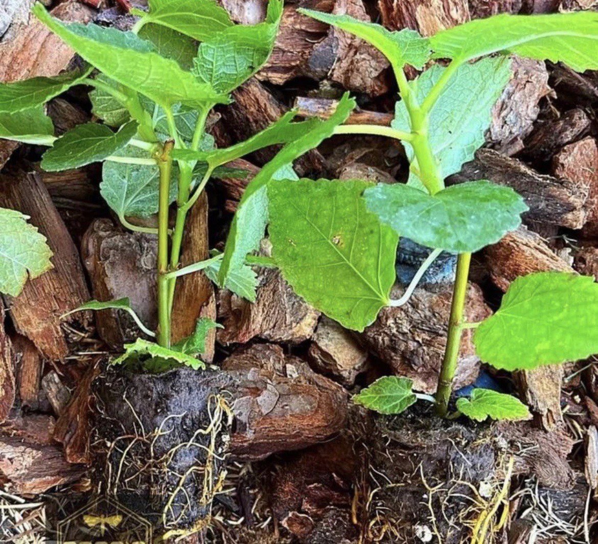 Fignomenal Fig Tree Live Plant Dwarf Variety Edible Sweet Fruit for ...