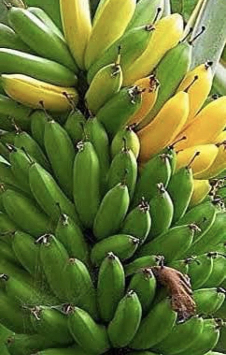 2 Dwarf Cavendish Banana Trees 4 Inch Live Tropical Fruit Plants for ...