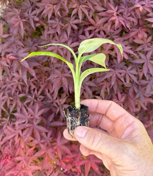 2 Dwarf Cavendish Banana Trees 4 Inch Live Tropical Fruit Plants for ...