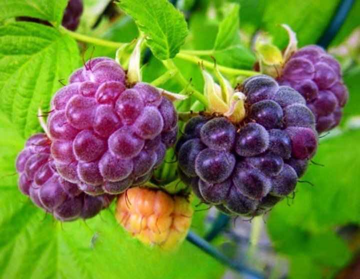10 Raspberry Plants - Glencoe Thornless Variety for Backyard Berry ...