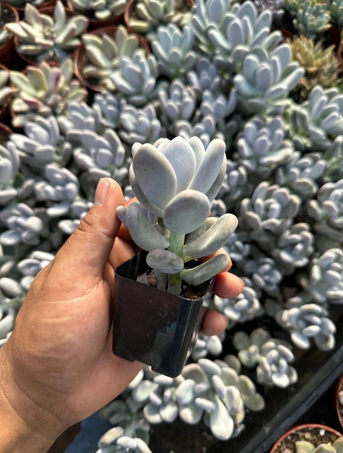 Pink Moonstones Succulent Pachyphytum Oviferum Live Plant in 2” Pot