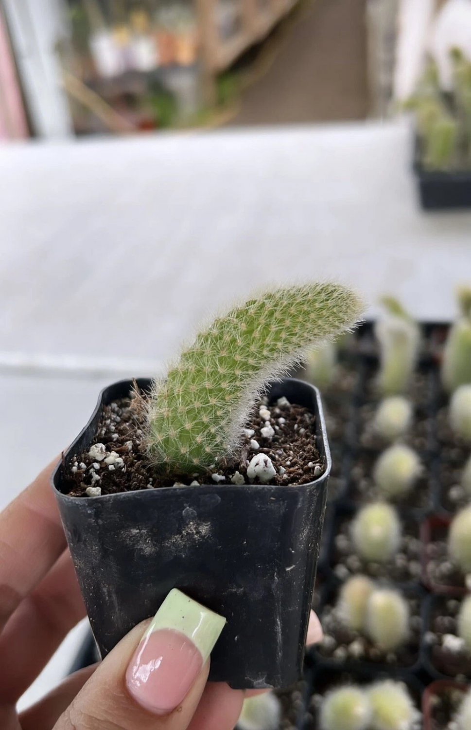 Monkey Tail Cactus Hildewintera Colademononis Succulent Live Plant in 2 ...