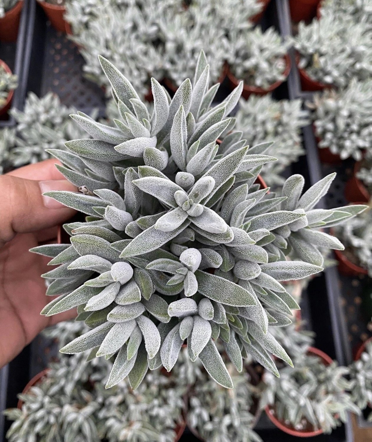 Crassula Mesembryanthemoides Tenelli Succulent Plant 4in Potted Indoor ...