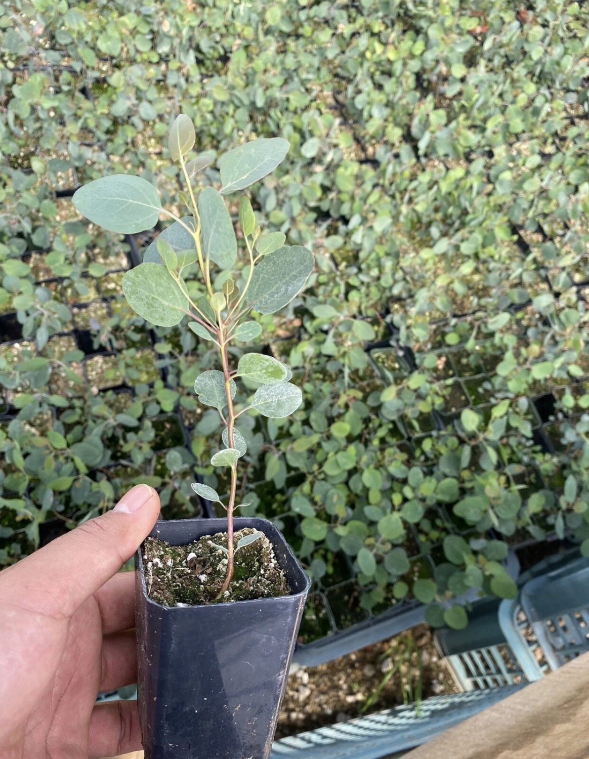 Eucalyptus polyanthemos Silver Dollar Gum Tree Live Plant for Home Garden