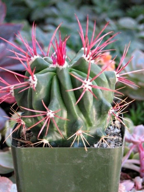 Ferocactus Gracilis Fire Barrel Cactus Rare Small Succulent Live Plant ...