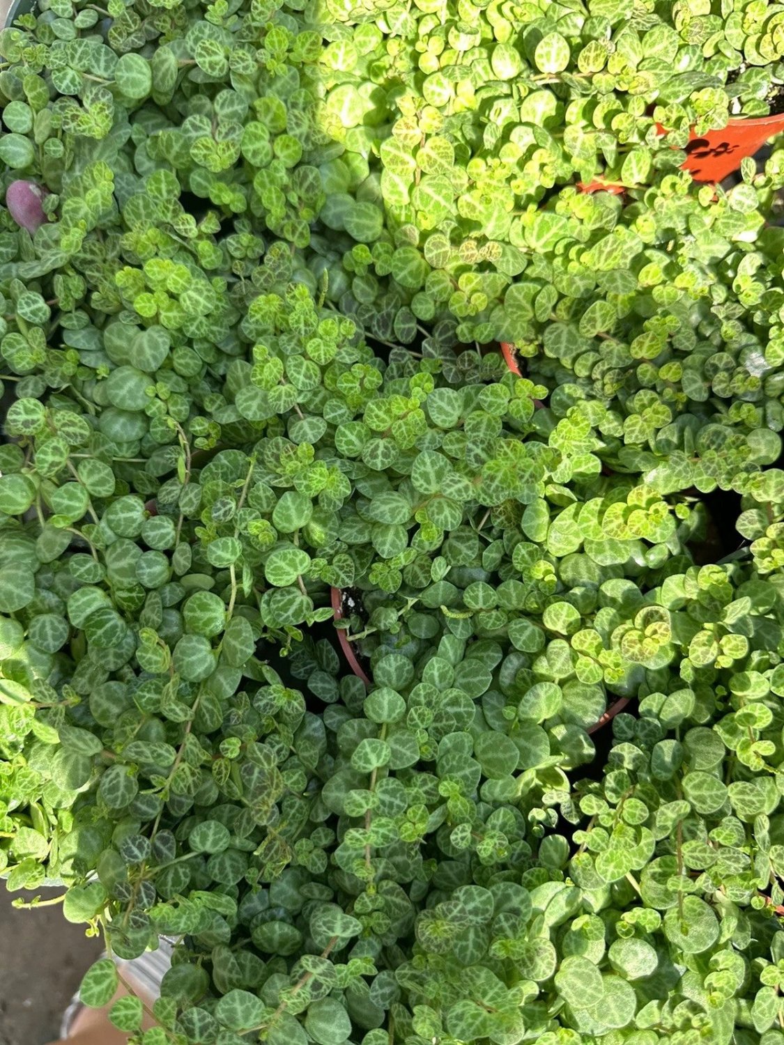 String of Turtles Peperomia Prostrata Rare Trailing Succulent Live ...