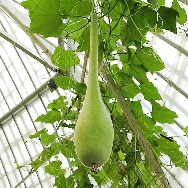30 Seeds DIPPER GOURD Siphon Gourd Green Lagenaria Siceraria Vegetable