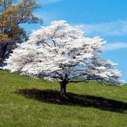 Fresh 10 Seeds Snow White Dogwood Tree Planting Trees Garden