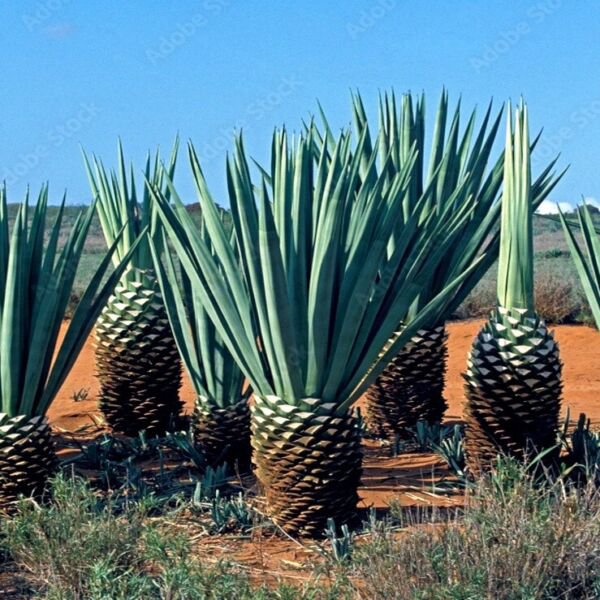 (Agave Sisalana) Seeds Rare Century Plant Exotic Succulent Sisal Cactus ...