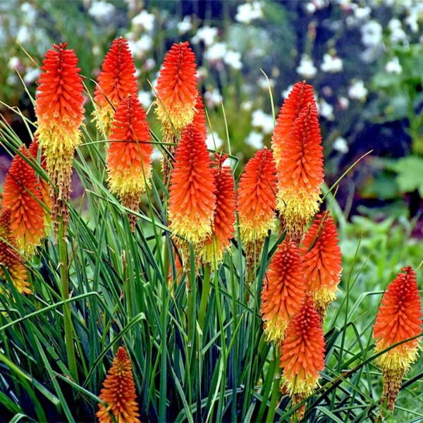 Rare Dwarf Fire Dance Torch Lily Flower Seeds Kniphofia Hirsuta Hardy ...
