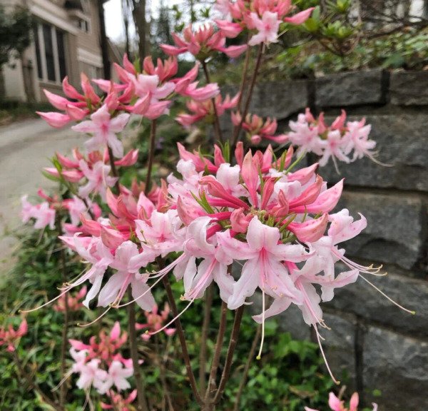 Spring Sensation Aromi Azalea Rhododendron Deciduous Small Starter ...