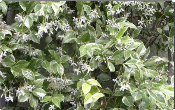 Variegated Confederate Jasmine Trachelospermum Jasminoides Rooted ...