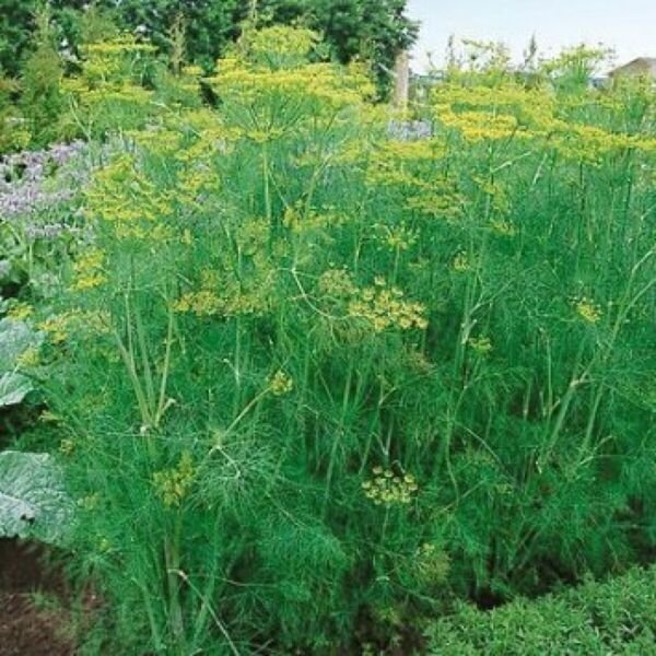500 Bouquet Dill Seeds Anethum Graveolens Herb Heirloom Garden
