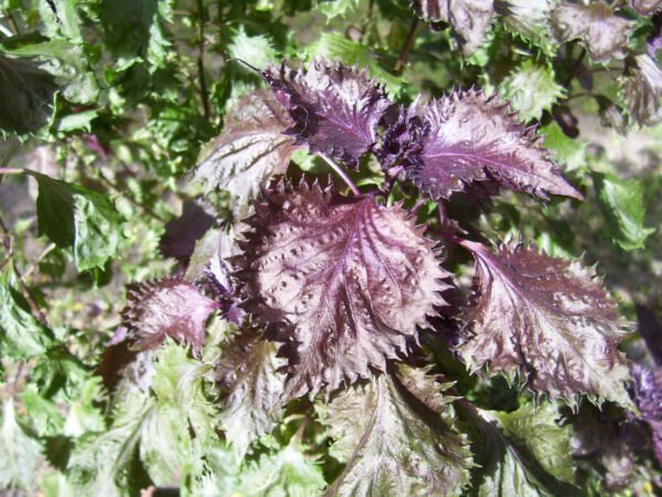 100 Purple Shiso Seeds Perilla Frutescens Var Crispa Garden