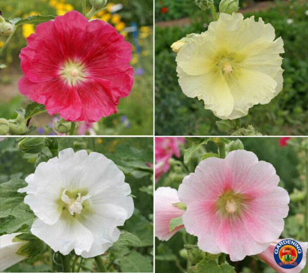 Hollyhock Flower Seeds Mixed Colors Alcea Rosea (100 Seeds) Garden