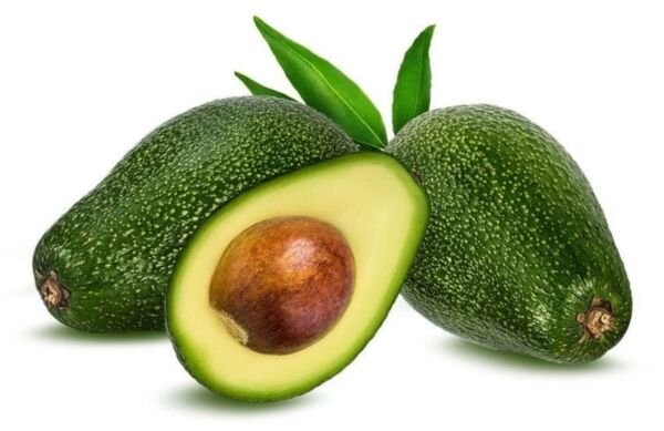Avocado ‘Pinkerton’ Grafted Plant Primo Size 18” 36” Tall “A” Type Garden