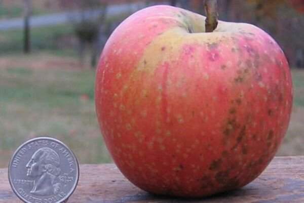 Spitzenberg Apple Tree Grafted 5X5X12 Inches Pot Size 1 Year Old Garden