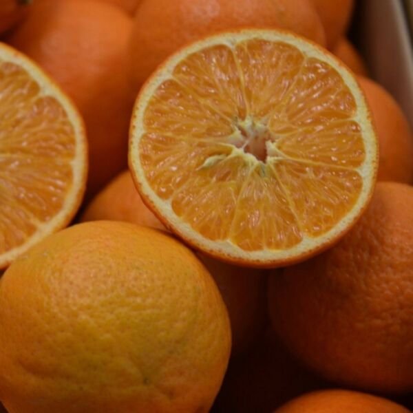 One Lee X Nova Mandarin (1 2 Feet) Grafted No Ship Az Ca Fl La Tx Hi Garden