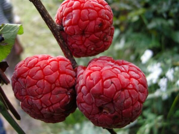 5 10" Che Seedless Plant Grafted On Maclura Rootstock Cudrania ...