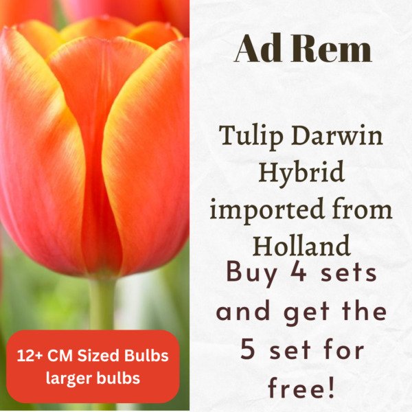 10 Tulip Dwarf Hybrid Ad Rem Size 12/+ Cm Free Fertilizer Boost Garden