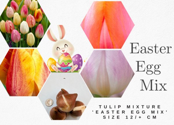 Tulip Single Late 'Easter Mix' Size 12/+ Cm 30 Bulbs Garden