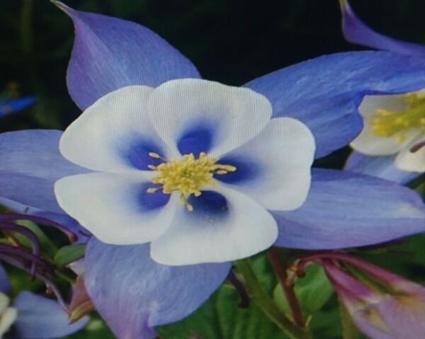 Columbine Blue Dream Flower Seeds Fresh