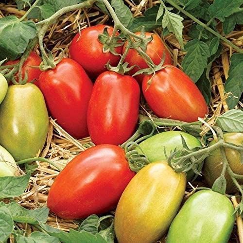 Incas F1 Hybrid Tomato Seeds 25+ Seeds Fresh