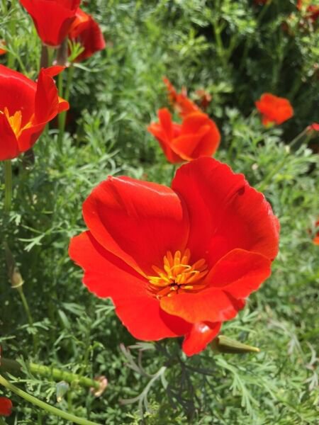 Poppy California Red Chief 200 Seeds Heirloom Flower Bold And Vibrant ...