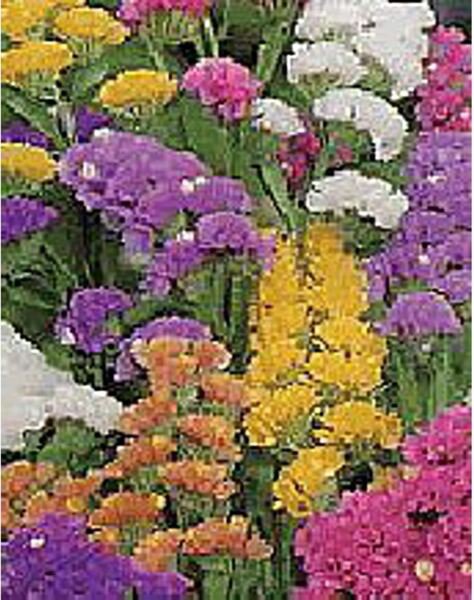 Statice Flowers Sinuata Pacific Mixed Seeds Fresh
