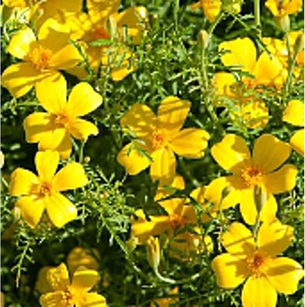 Marigold Flowers Lemon Gem Seeds 20+ Seeds Non Gmo Fruit Herb Fresh