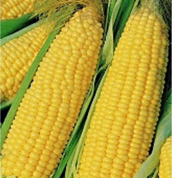 Trucker'S Favorite Corn Yellow Seeds 20+ Seeds Non Gmo Fruit H Fresh