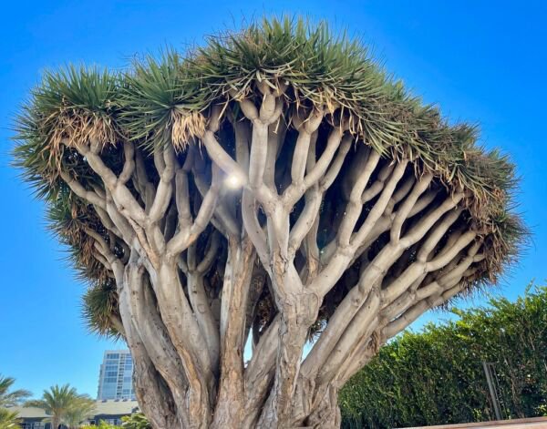 10 Dragon Tree Dracaena Draco Canary Island Yucca Evegetablergreen ...