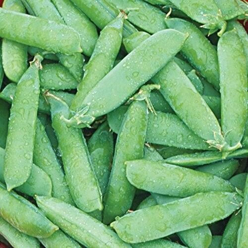 Wando Shelling Pea Seeds 25 Grams Pisum Sativum Fresh