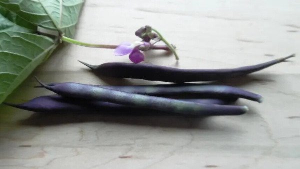 Bean Blue Coco 30 Seeds Heirloom Open Pollinated Nongmo Fresh