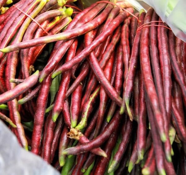 100 Red Ripper Cowpea Southern Cow Pea Vigna Unguiculata Bean Seeds Fresh