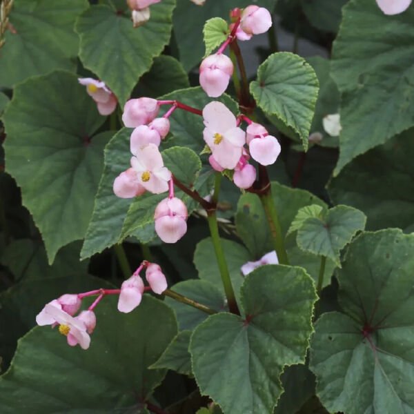 10 Hardy Begonia Grandis Rose Pink Perennial Sun Shade Flower Seeds Fresh