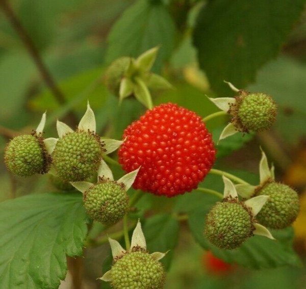 20 Australian Raspberry Queensland Atherton Rubus Probus Berry Fruit ...