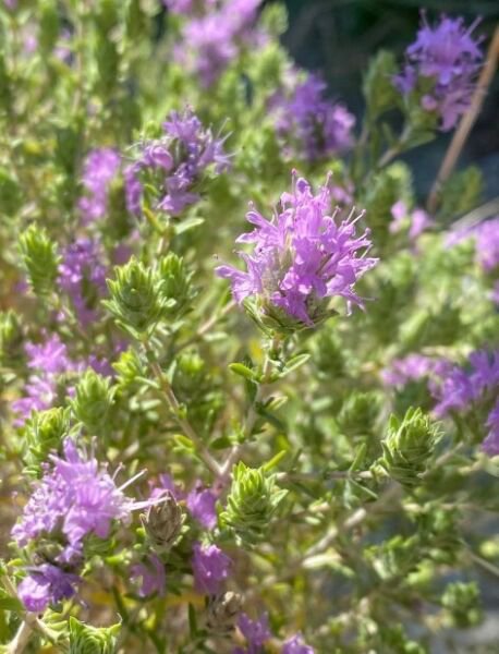 40 Conehead Thyme Thymus Capitatus Thymbra Mediterranean Herb Flower ...