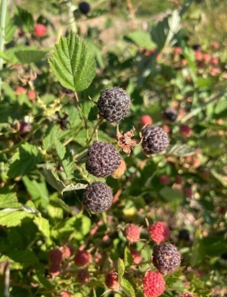 50 Whitebark Black Raspberry Western Blackcap Rubus Leucodermis Fruit ...