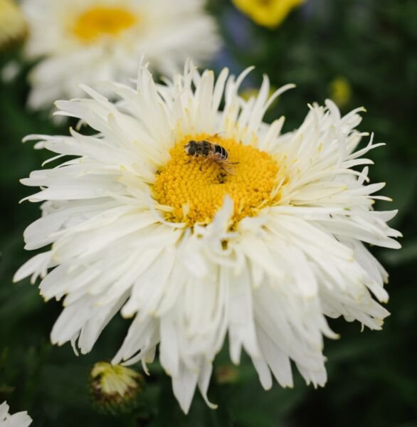 30 Double Crazy Daisy Leucanthemum Superbum 3"" Frizzled White Shasta ...