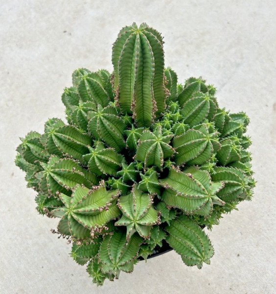 Euphorbia Anoplia Tanzanian Zipper Plant Currently In A 9" Container ...