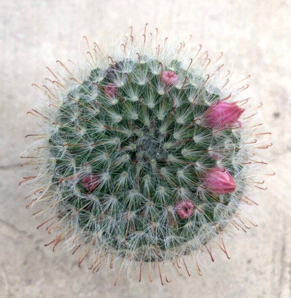 Mammillaria Bocasana Powder Puff Cactus Comes In A 2.5" Pot Fresh Garden