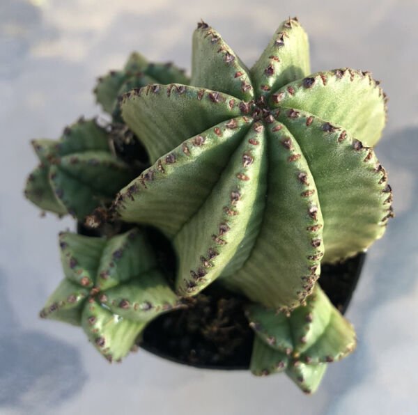 Euphorbia Anoplia Tanzanian Zipper Plant Comes In A 2.5" Pot Fresh Garden