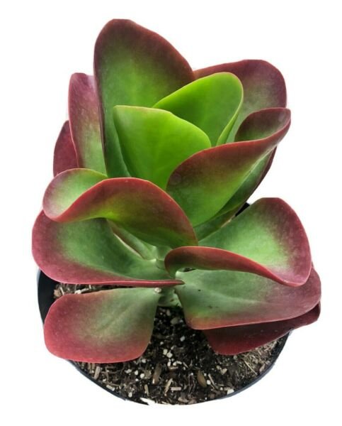 Kalanchoe Dragonfire Currently In A 8" Container Stunning Plant Pp30694 ...