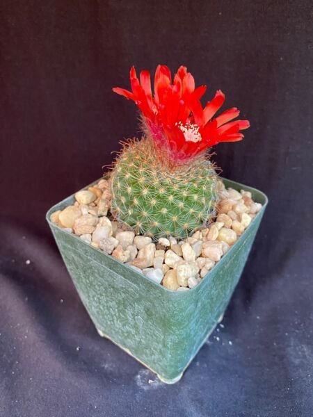Parodia Sanguiniflora Cactus Plant Fresh Garden