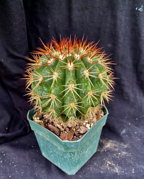 Melocactus Broadway Cephalium Bearing Cactus Plant Fresh Garden