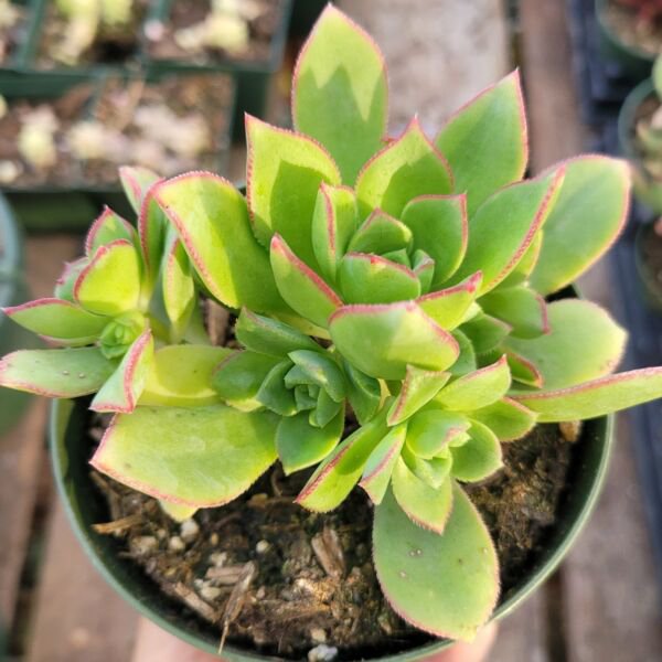 Aeonium Haworthii Pinwheel Aeonium Succulent Plant Fresh Garden
