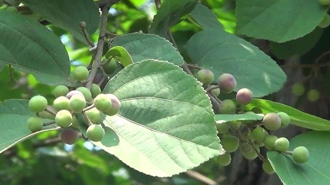 50 Seeds Grewia Asiatica Leaves Phalsa Falsa Leaves Seeds Fresh Garden
